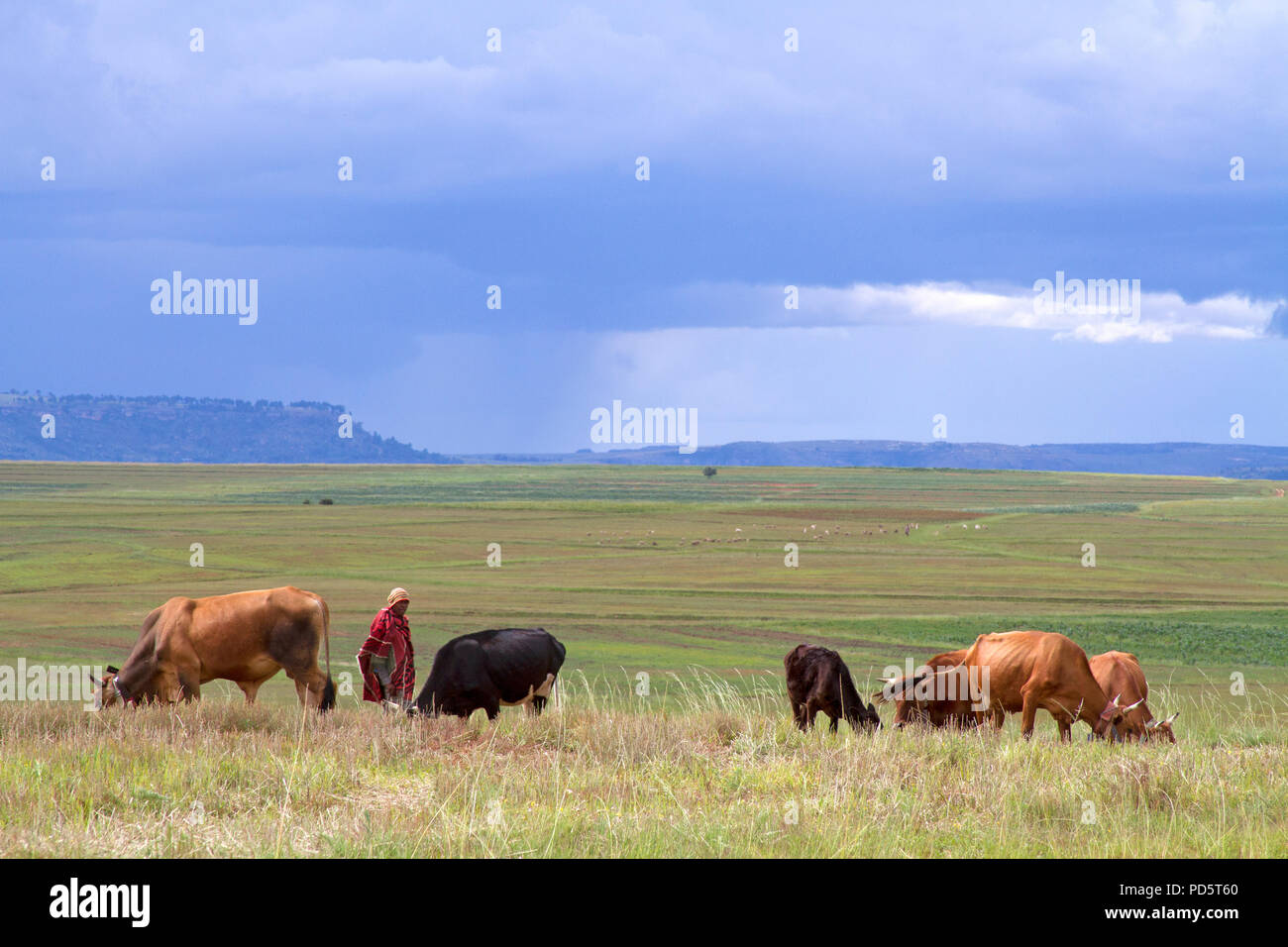 Herdsman with cattle in Lesotho Stock Photo - Alamy