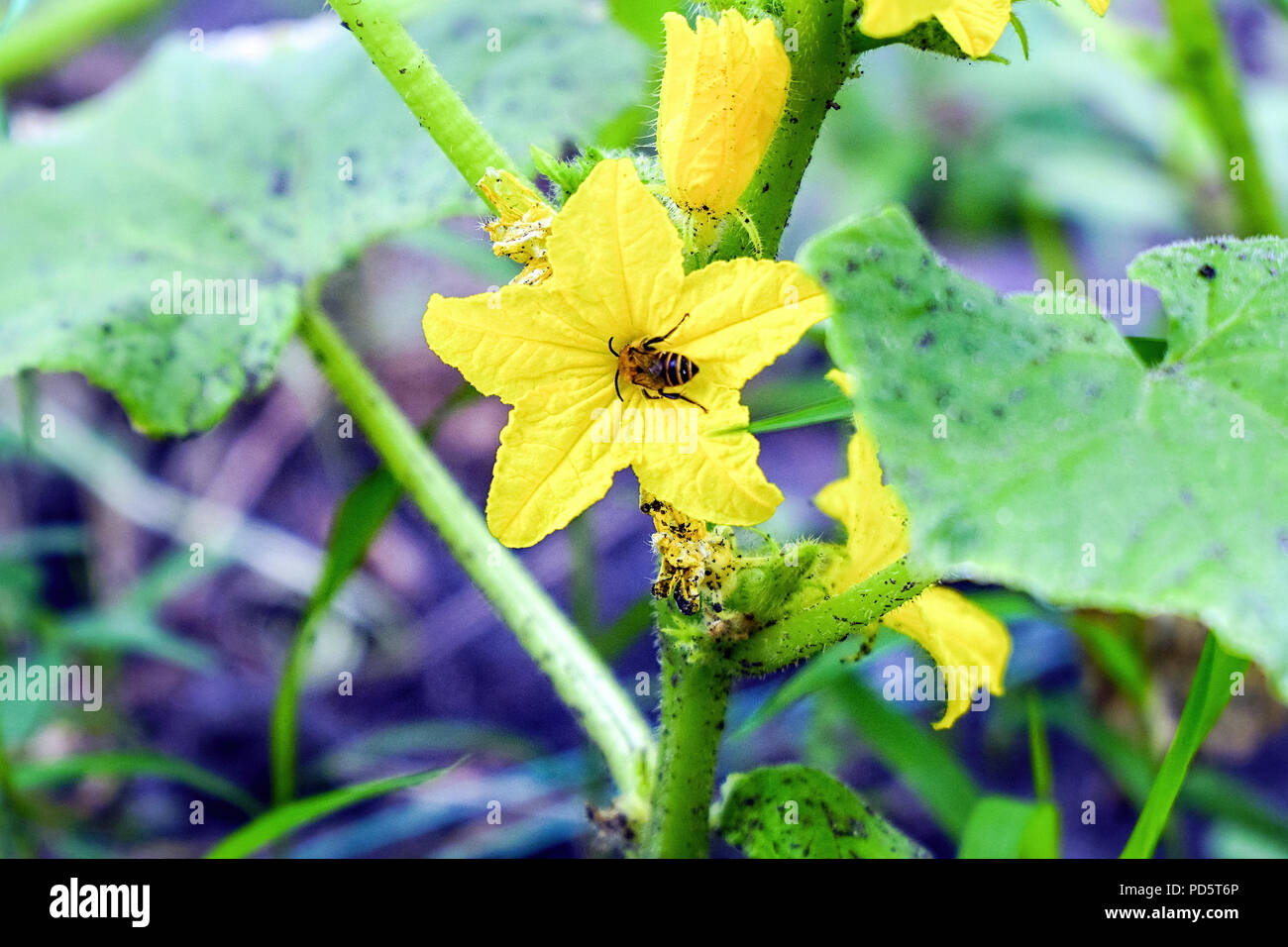 Yellow cucumber flower on a Bush in the garden Stock Photo - Alamy