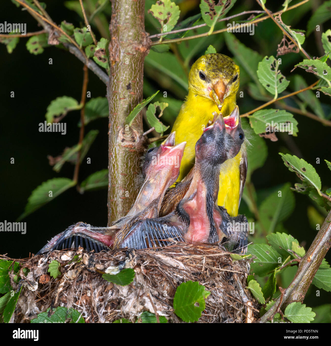 Female American goldfinch (Spinus tristis) feeding nestlings in the ...