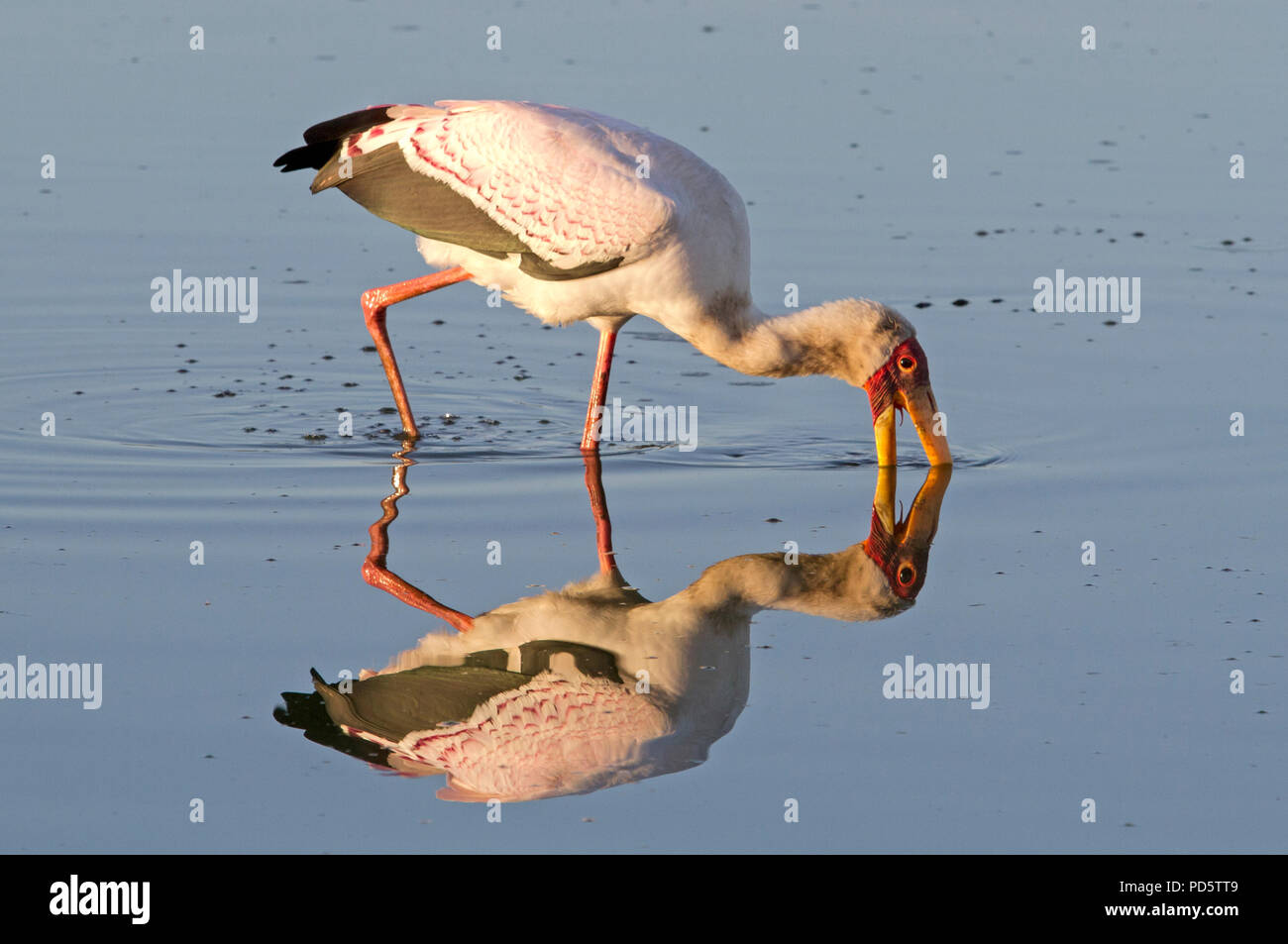 Yellow-billed Stork Reflection Stock Photo - Alamy