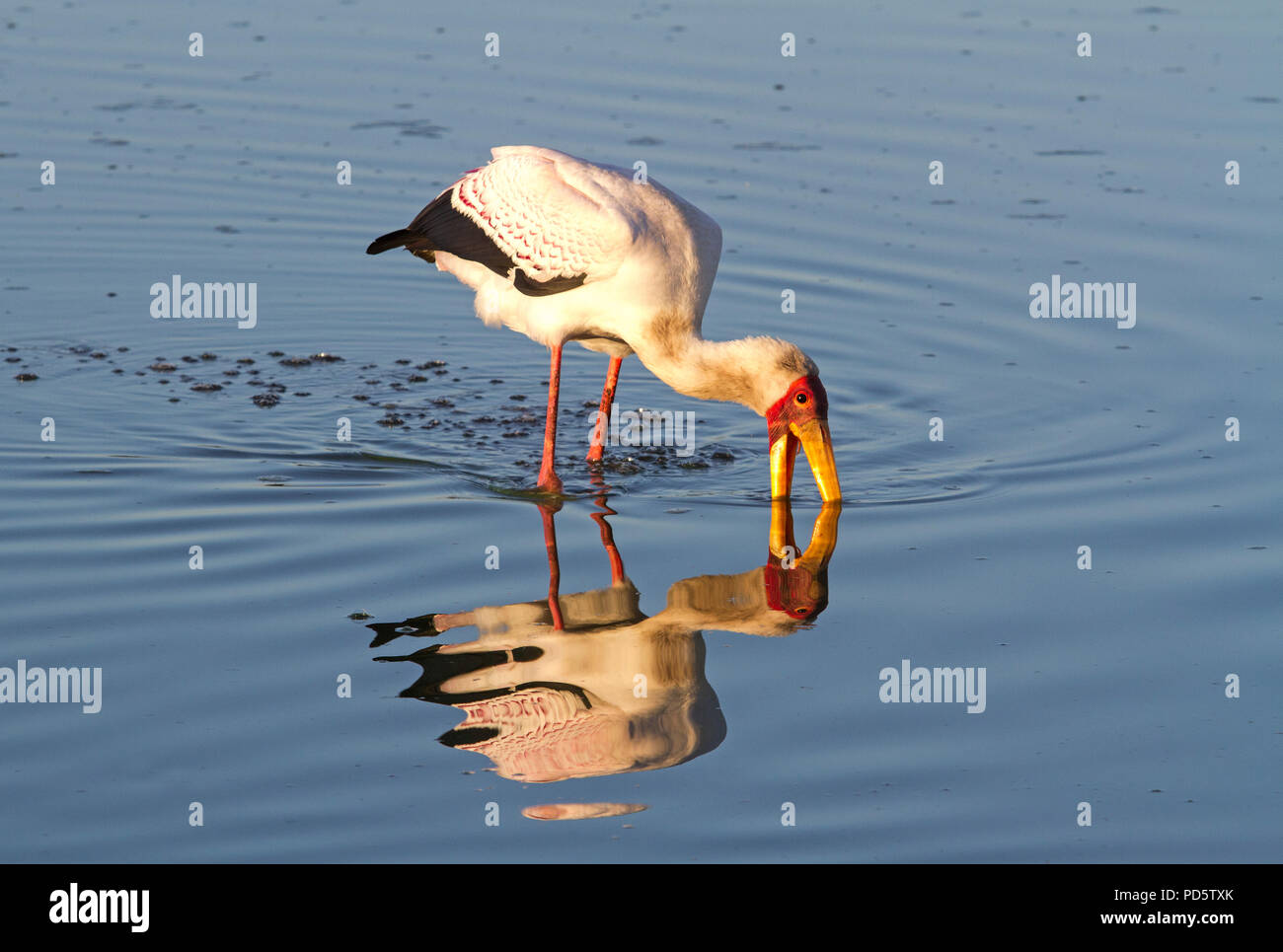 Stork hunting hi-res stock photography and images - Alamy