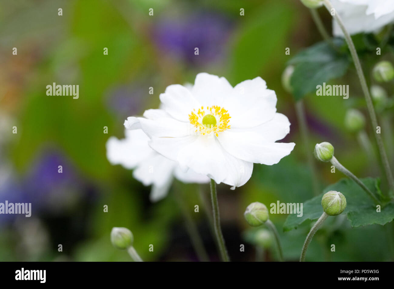 Japanese anemone flower hi-res stock photography and images - Alamy