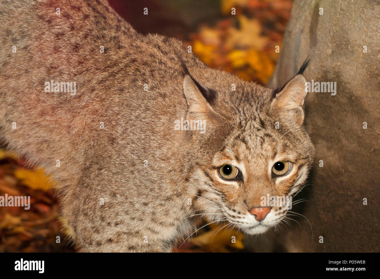 Bobcat, Oregon Zoo, Washington Park, Portland, Oregon Stock Photo - Alamy