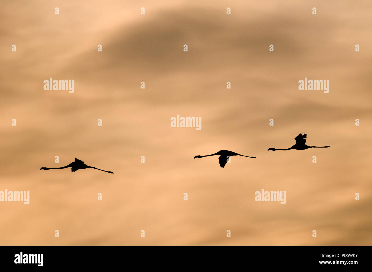 Great Flamingo - Flight under the storm- Phoenicopterus roseus Flamant ...