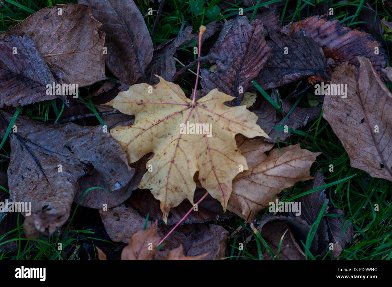 Leaf on the ground after the rain. Spring scene Stock Photo - Alamy