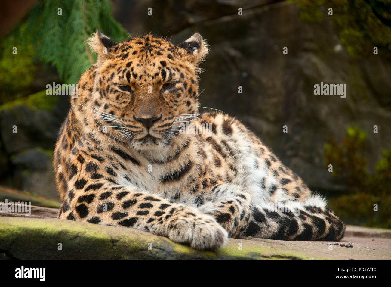 Amur leopard (Panthera pardus), Oregon Zoo, Washington Park, Portland ...