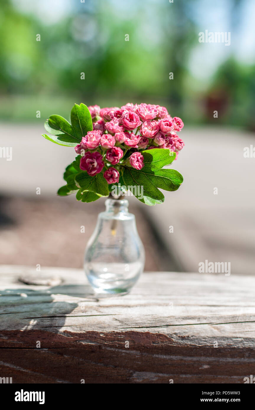 Pink little roses hi-res stock photography and images - Alamy