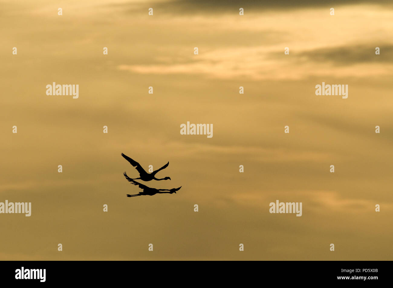 Great Flamingo - Flight under the storm- Phoenicopterus roseus Flamant ...