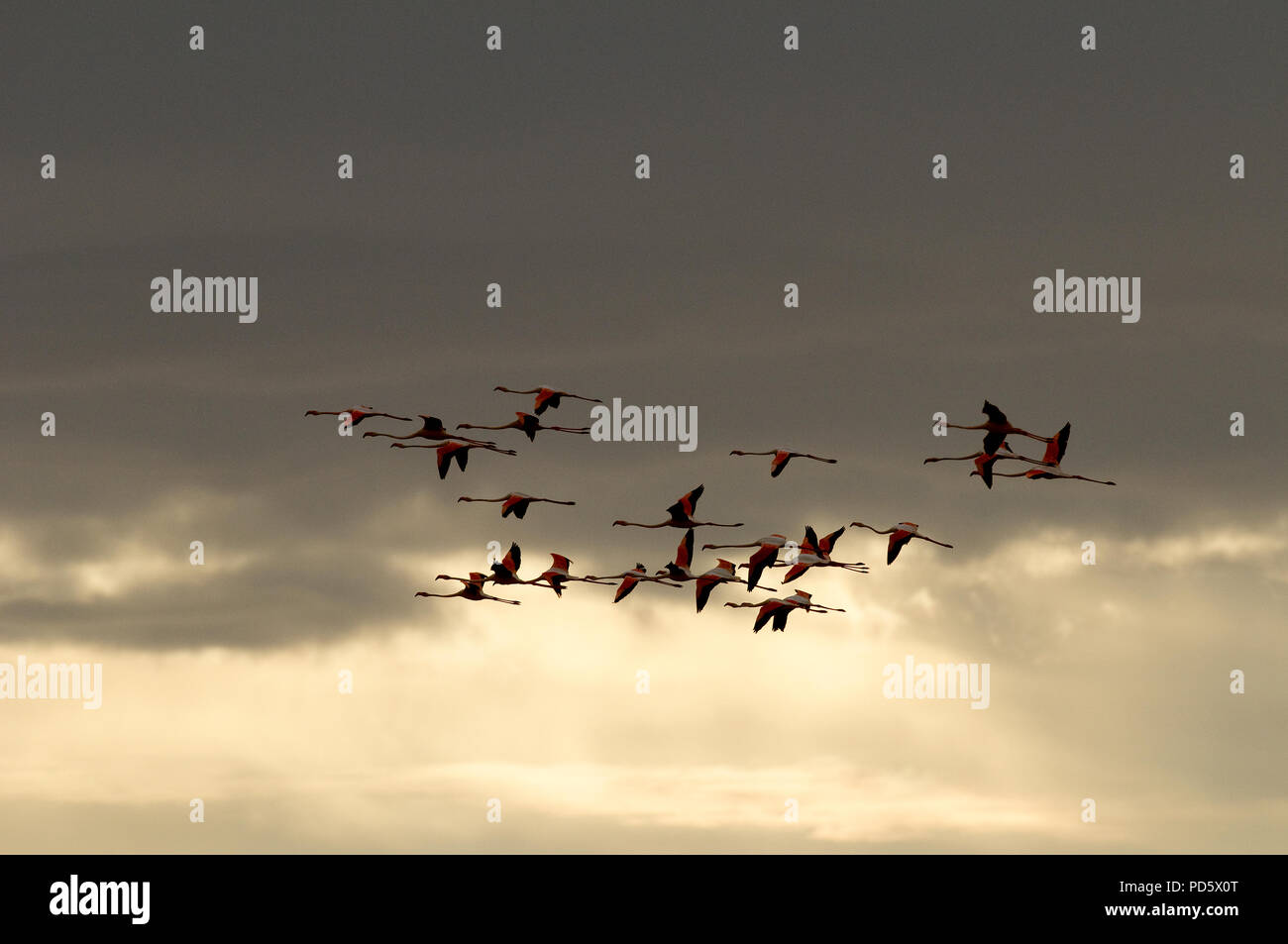 Great Flamingo - Flight under the storm- Phoenicopterus roseus Flamant ...