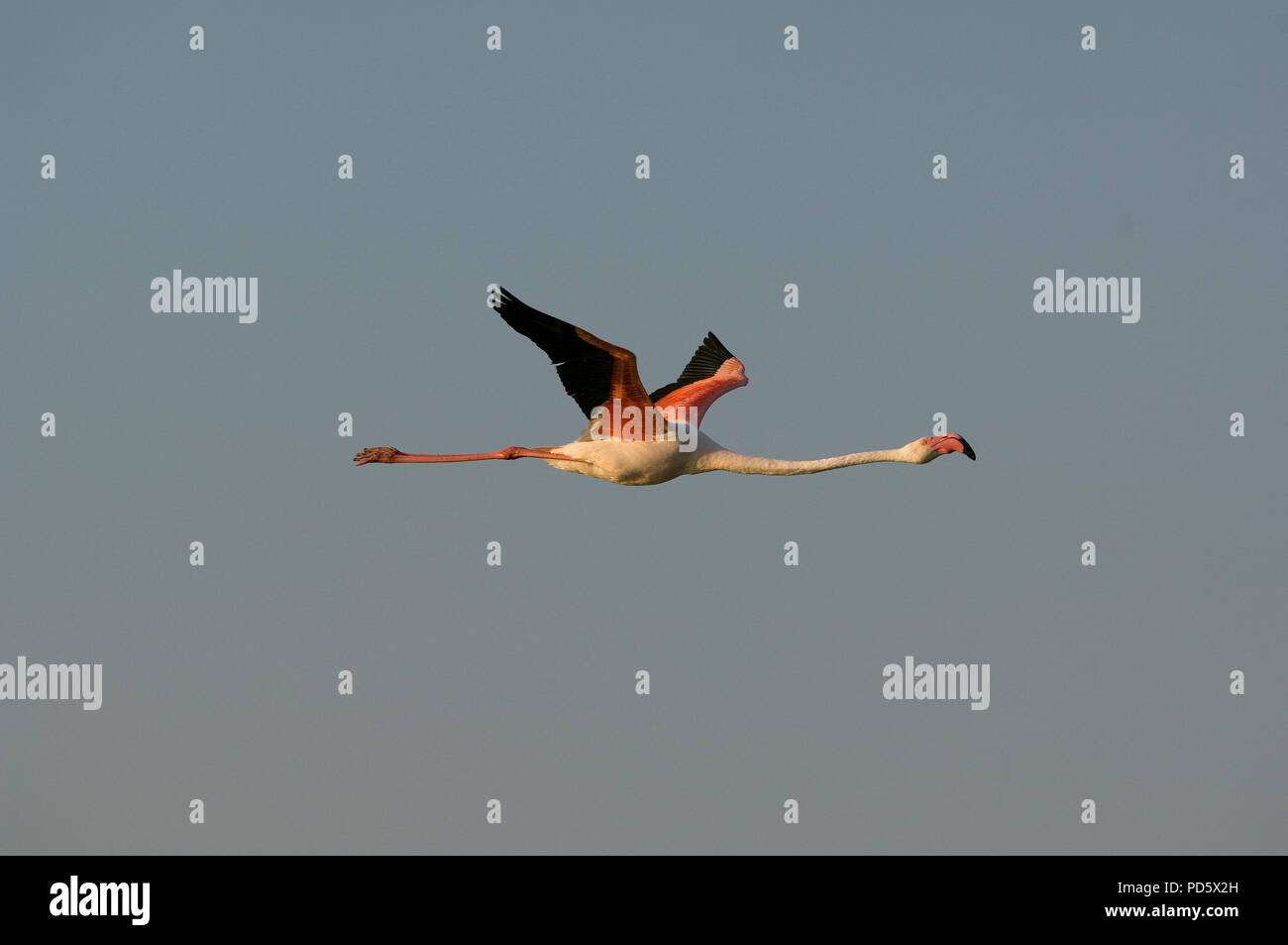 Great Flamingo - Flight - Phoenicopterus roseus Flamant rose - Vol ...