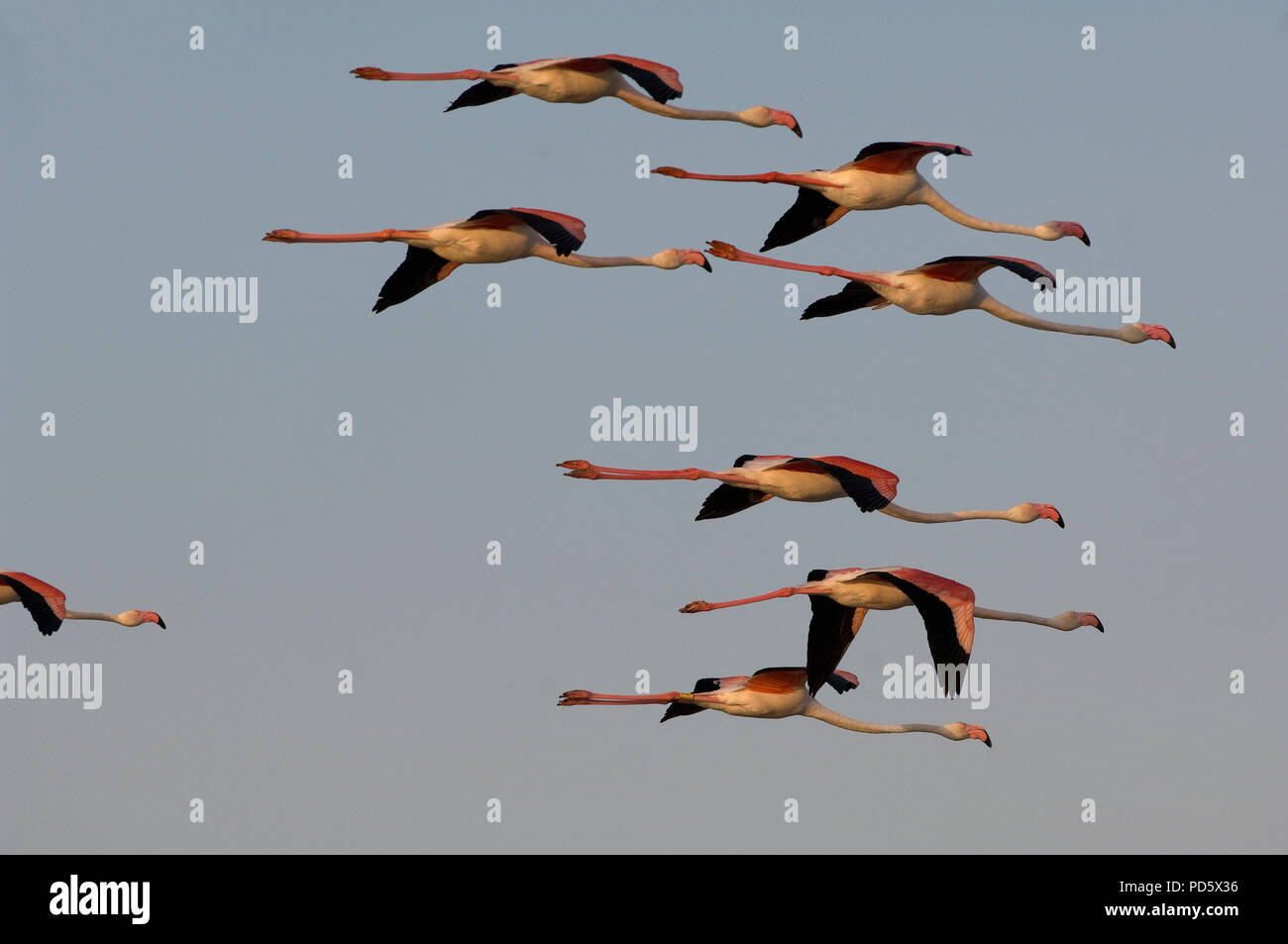 Great Flamingo - Flight - Phoenicopterus roseus Flamant rose - Vol ...