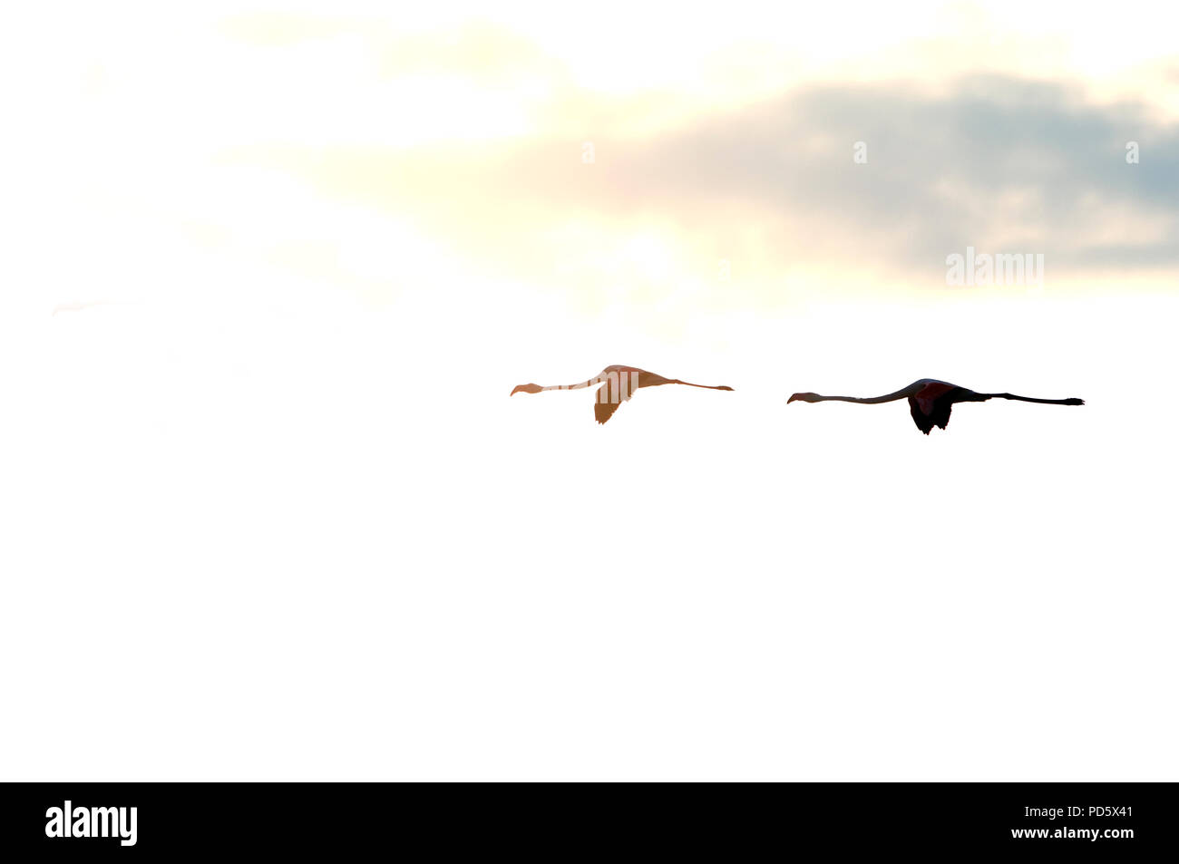 Great Flamingo - Flight - Phoenicopterus roseus Flamant rose - Vol ...