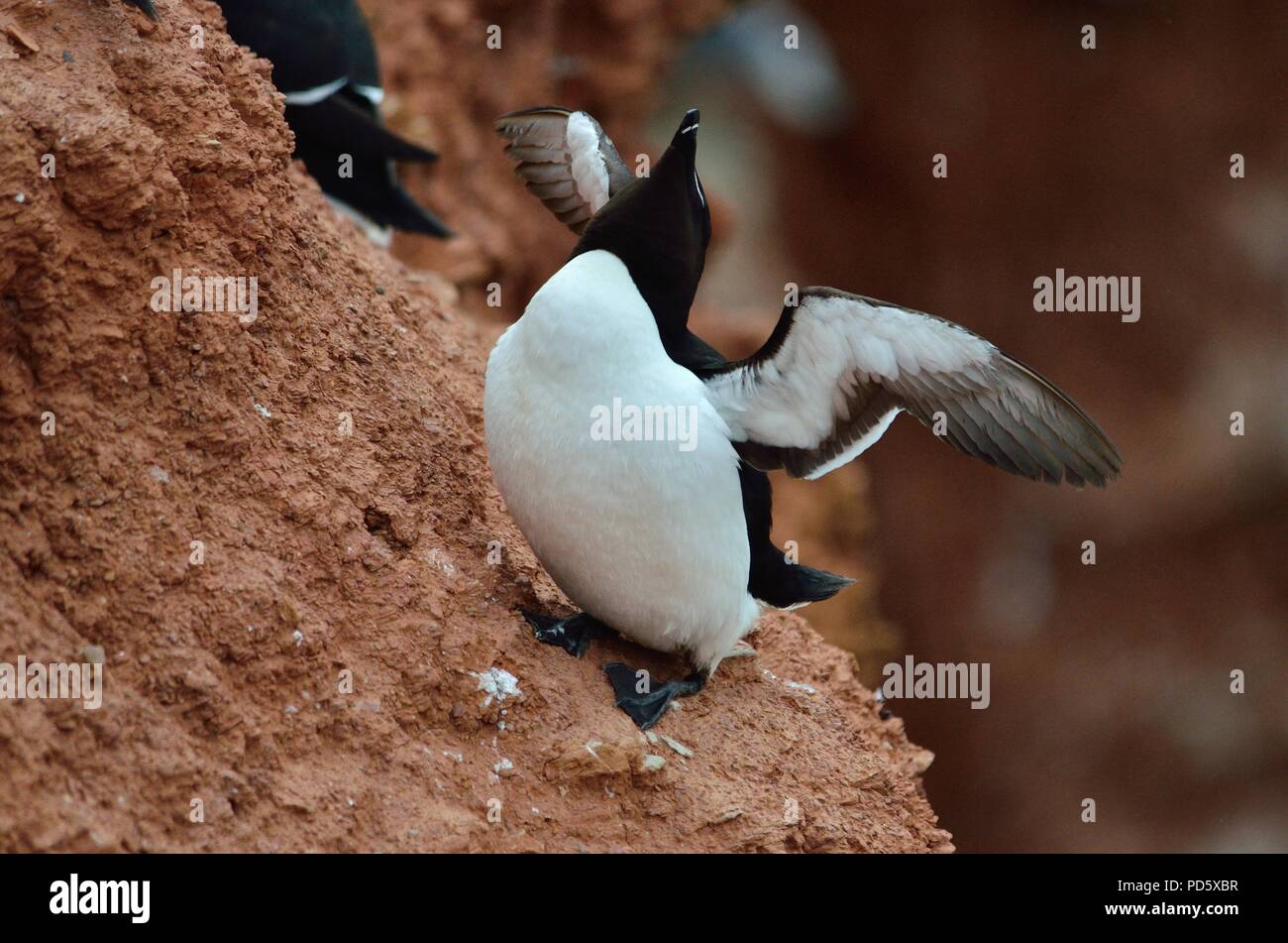 Alca comun hi-res stock photography and images - Alamy