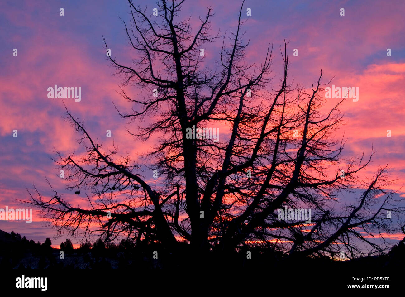 Juniper Hills Preserve High Resolution Stock Photography and Images - Alamy