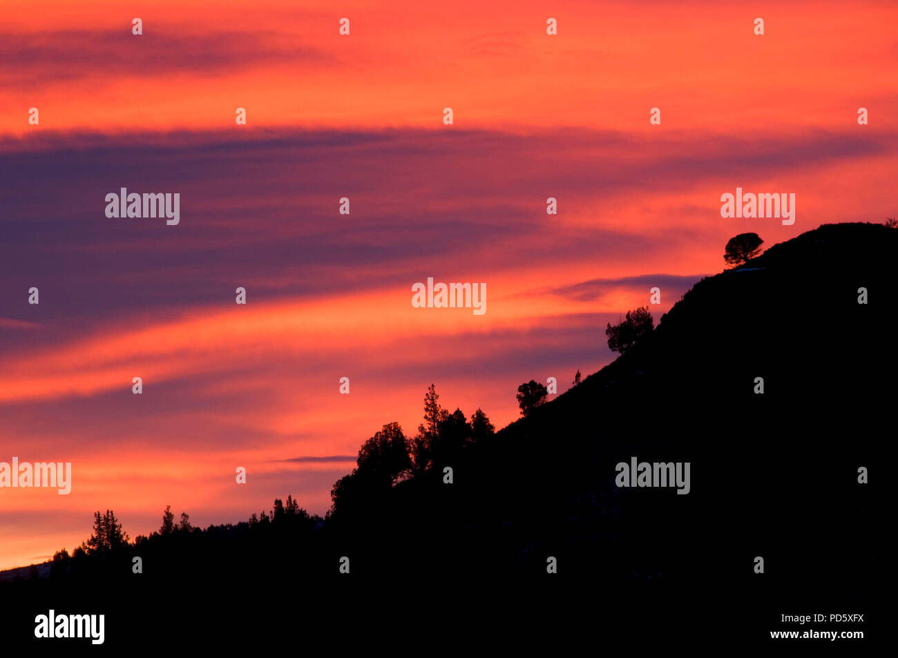 Juniper Hills Preserve High Resolution Stock Photography and Images - Alamy