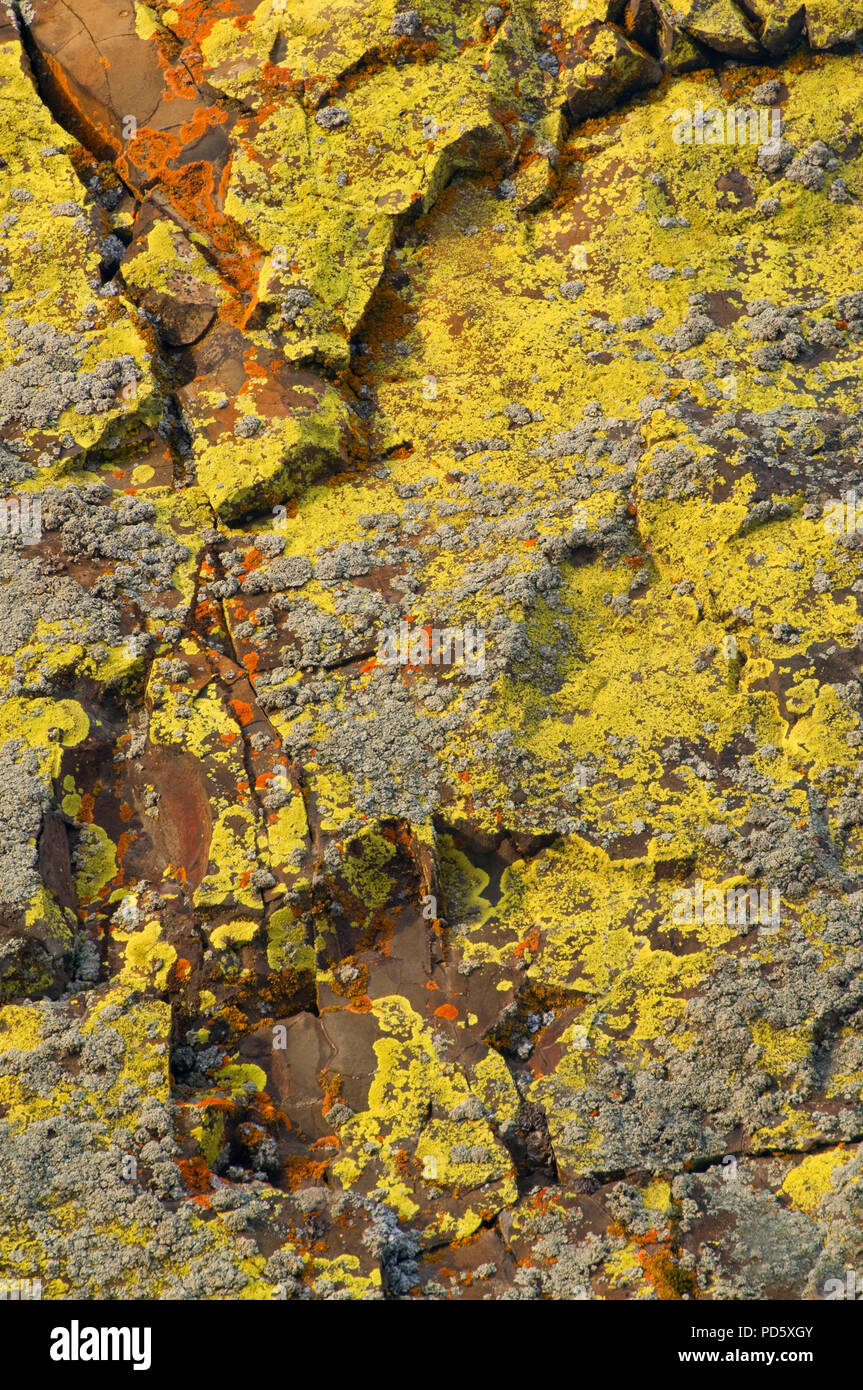 Juniper hills preserve hi-res stock photography and images - Alamy