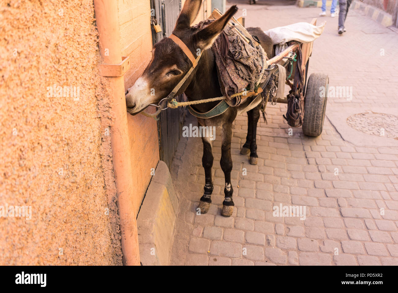 Donkey cart marrakech morocco north hi-res stock photography and images ...
