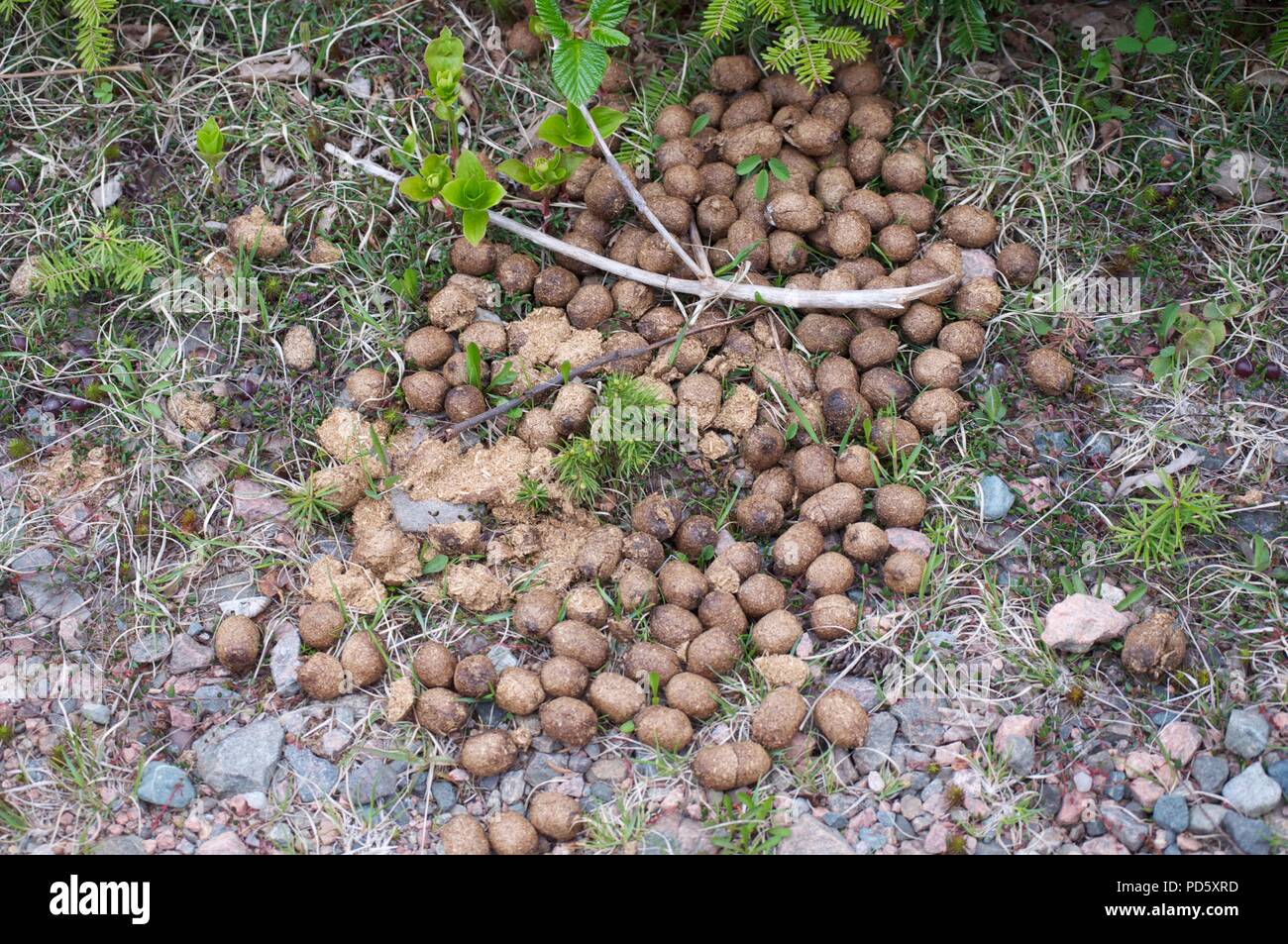 Moose feces on the floor (moose droppings/poo Stock Photo - Alamy
