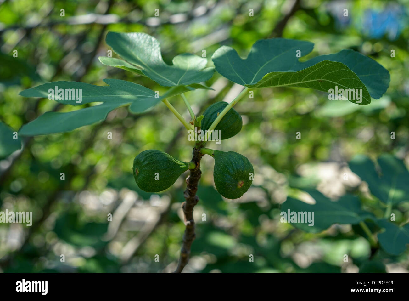 ripe fruit on fig tree, ficus carica moraceae from mediterranean europe ...