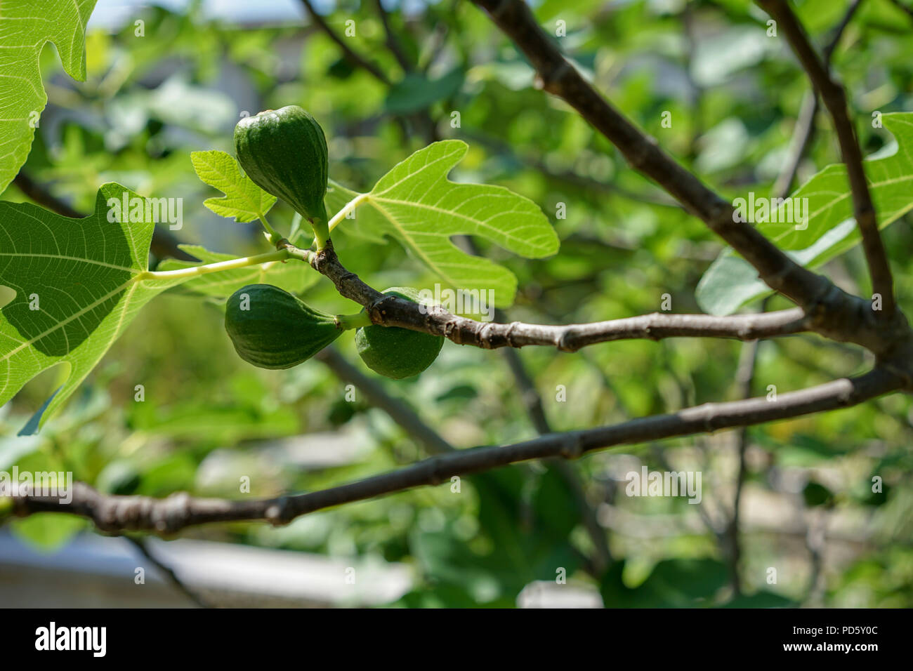 ripe fruit on fig tree, ficus carica moraceae from mediterranean europe ...