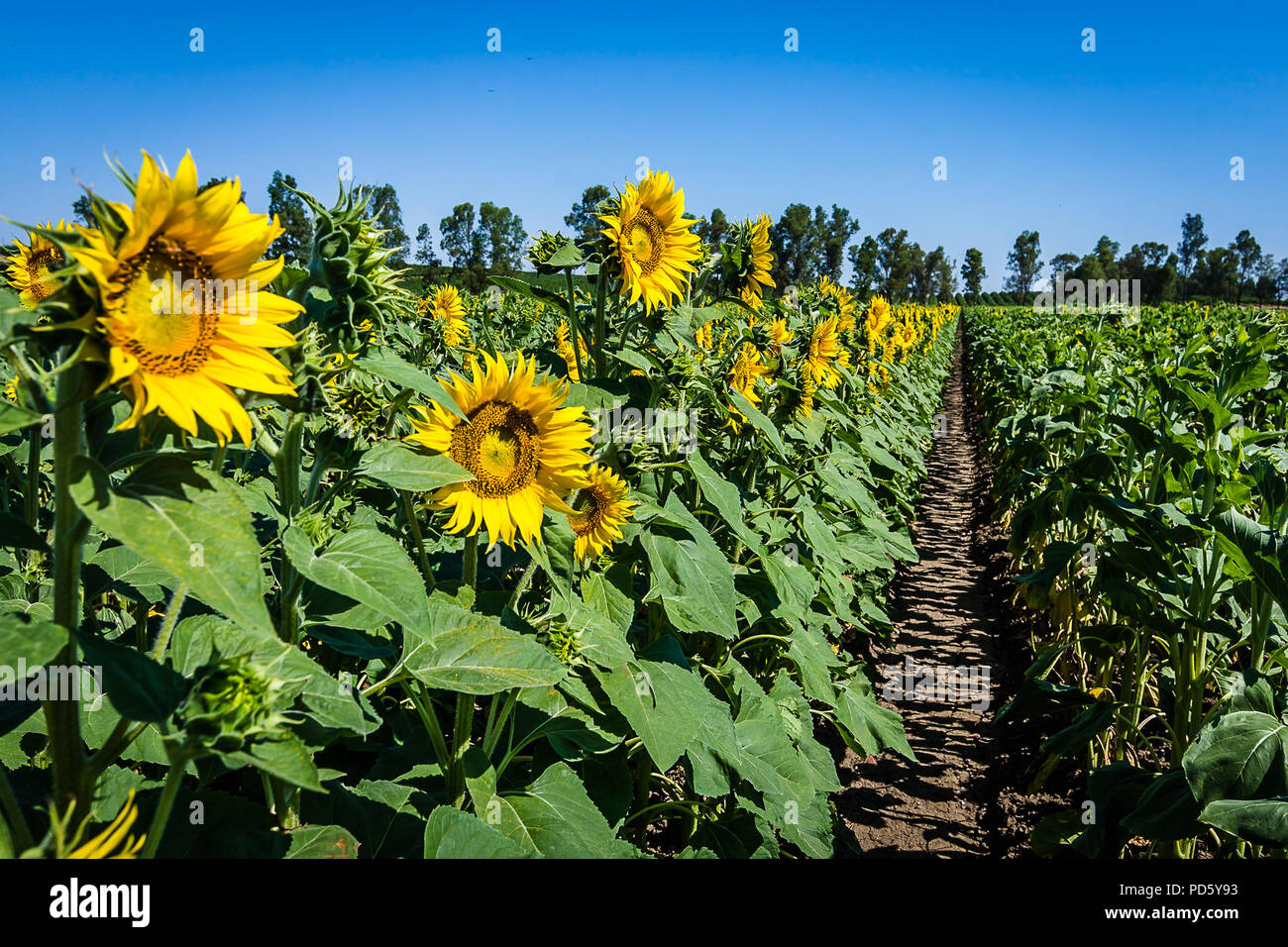 California sunflower hi-res stock photography and images - Alamy