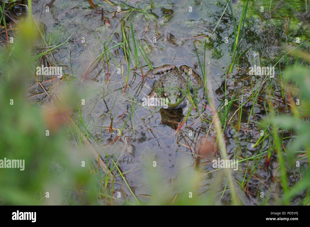Northern green frog sat in a pond Stock Photo - Alamy