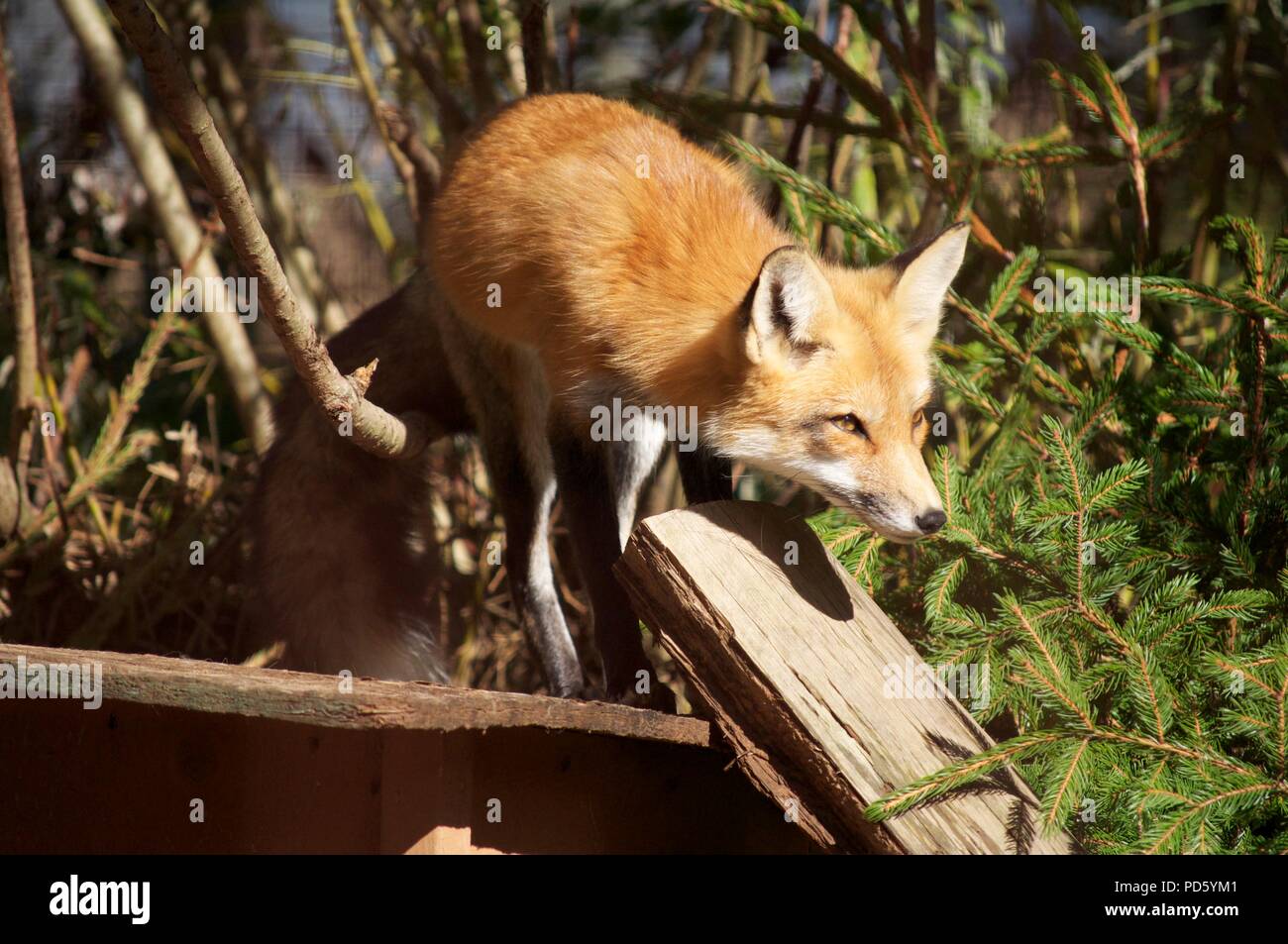 Red fox stood on a shed (Vulpes vulpes Stock Photo - Alamy