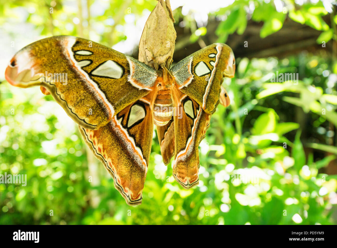 Attacus caesar, huge moth butterfly in Saturniidae family with brown ...