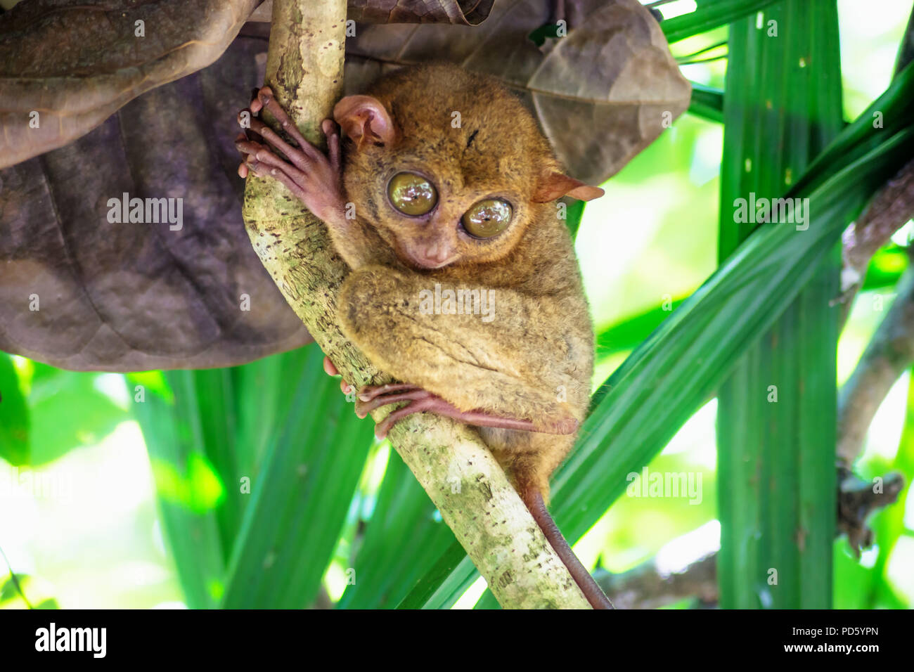 Tarsier Eating Gif