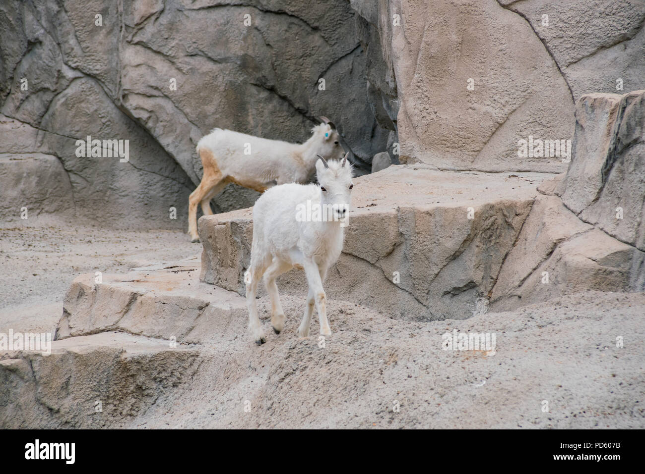 Sheep at zoo hi-res stock photography and images - Alamy