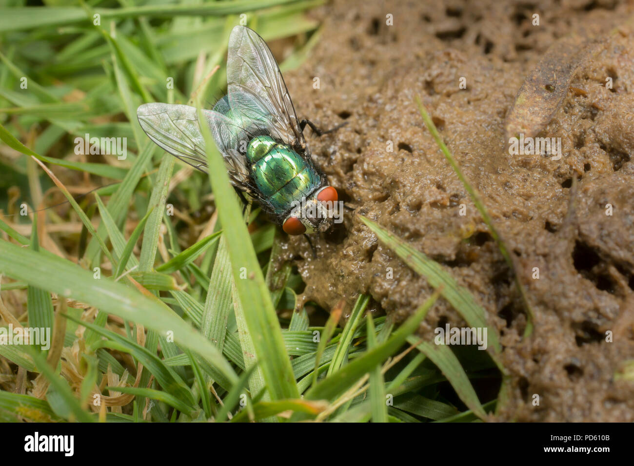 Fox poo faeces hi-res stock photography and images - Alamy