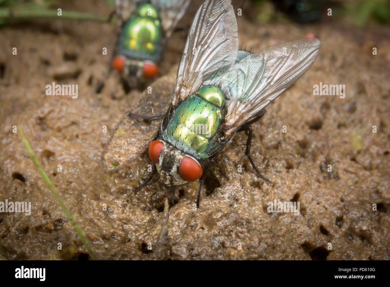 Fox poo faeces hi-res stock photography and images - Alamy