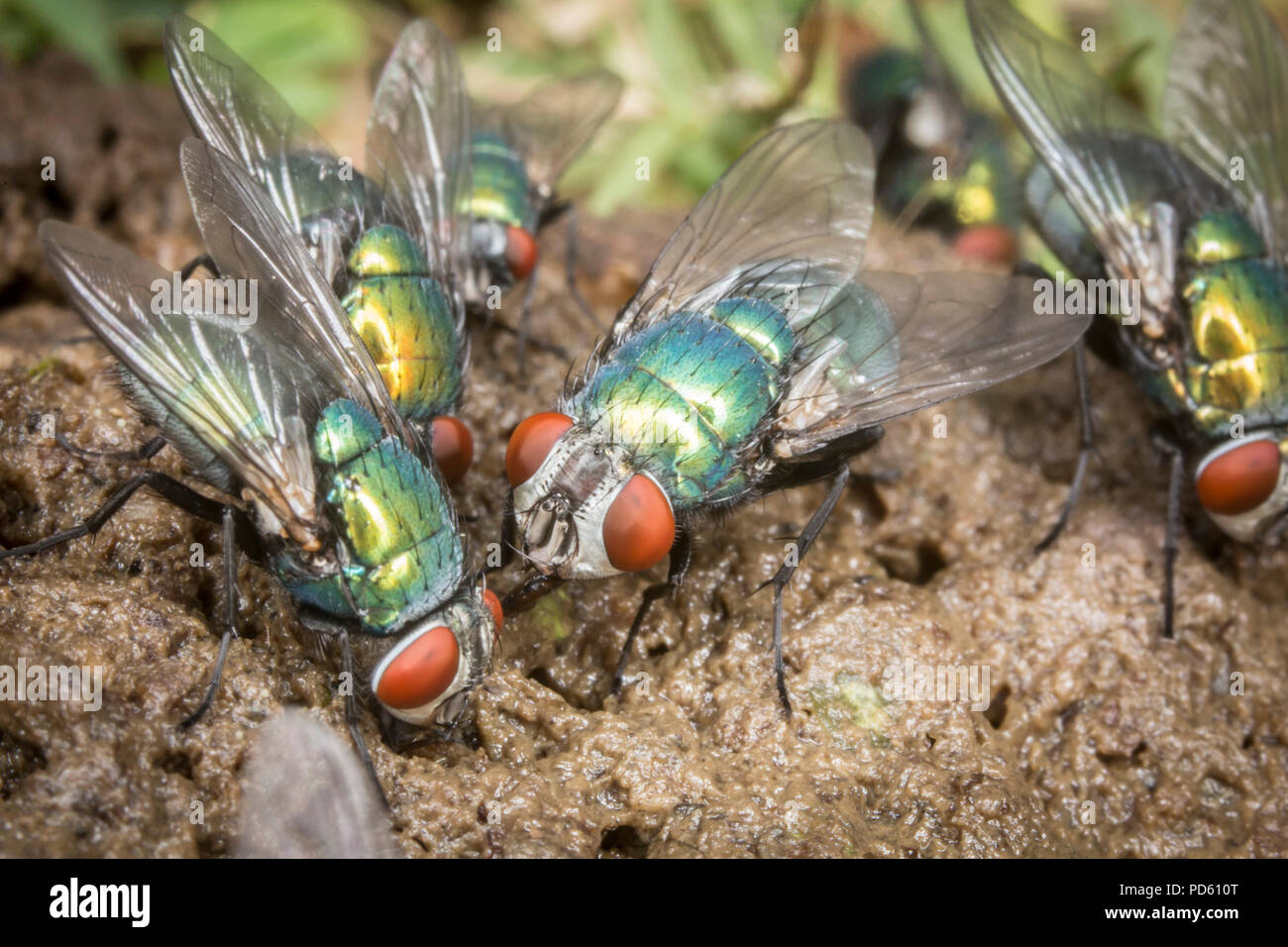 Green bottle flies attracted to fox feaces Stock Photo - Alamy