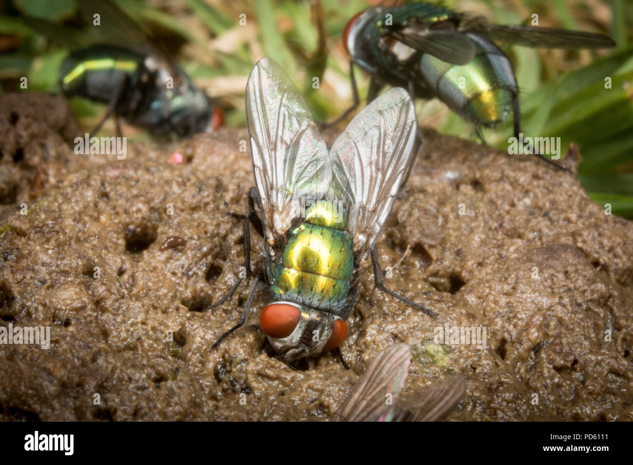 Green bottle flies attracted to fox feaces Stock Photo - Alamy