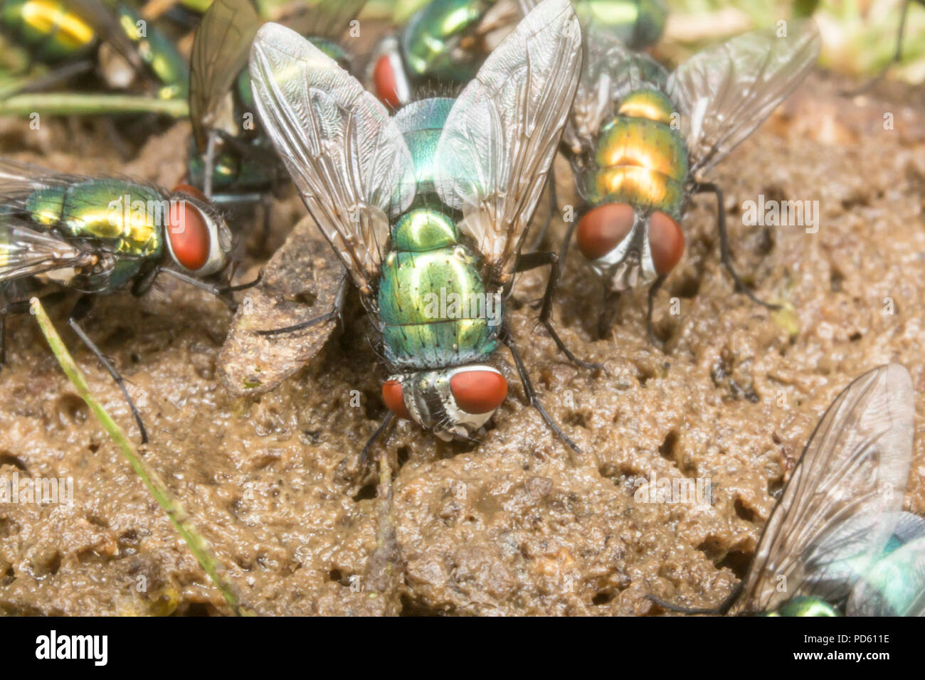 Fox poo faeces hi-res stock photography and images - Alamy