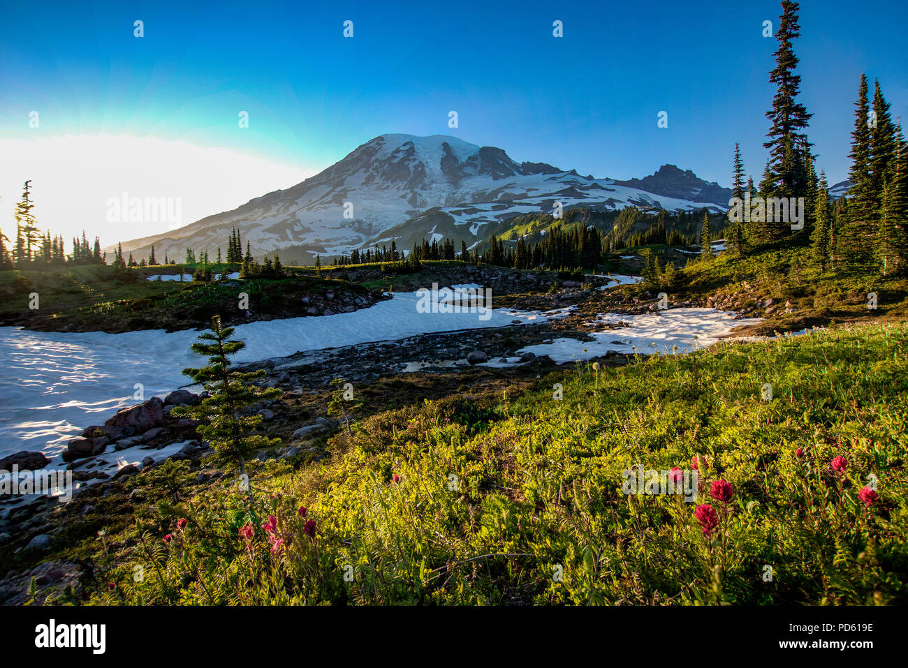 Mount Rainier shot at Mazama Ridge by me Stock Photo - Alamy