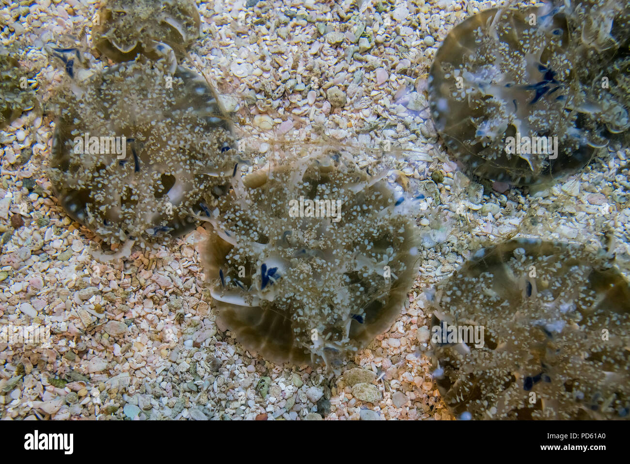 Close up shot of cute Upside Down Jellyfish at Denver Zoo Stock Photo ...