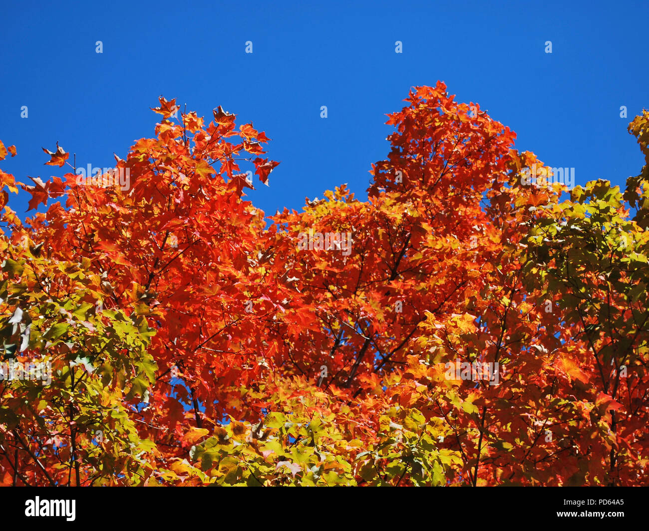 Spring in vermont hi-res stock photography and images - Alamy