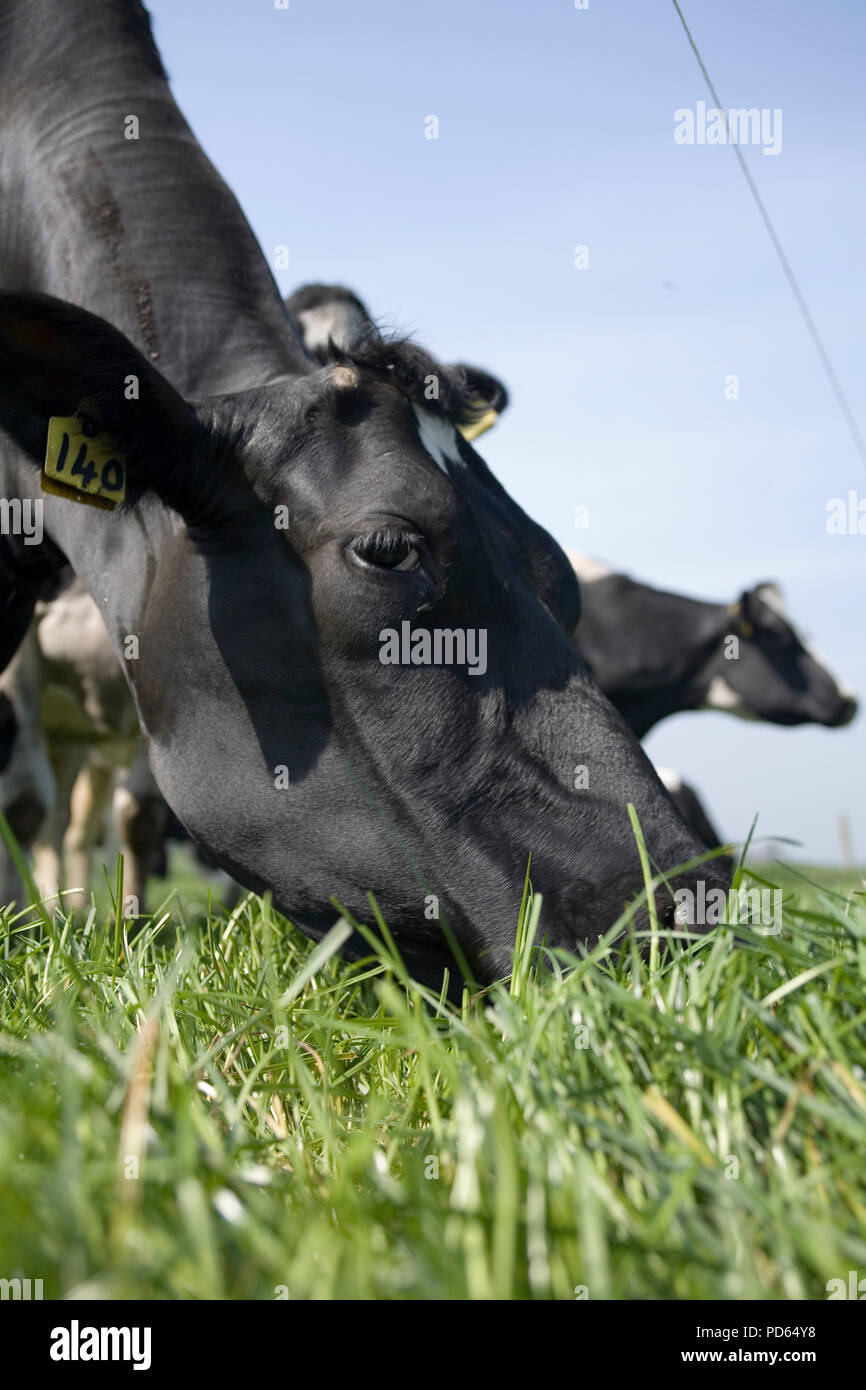 Holstein Friesian cow grazing Stock Photo - Alamy