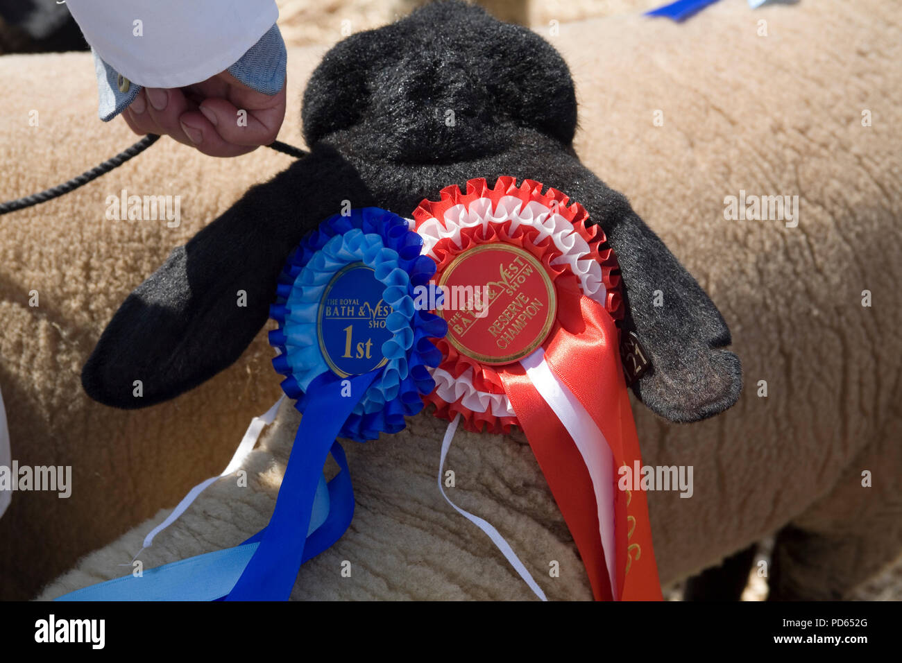 Suffolk ram hi-res stock photography and images - Alamy