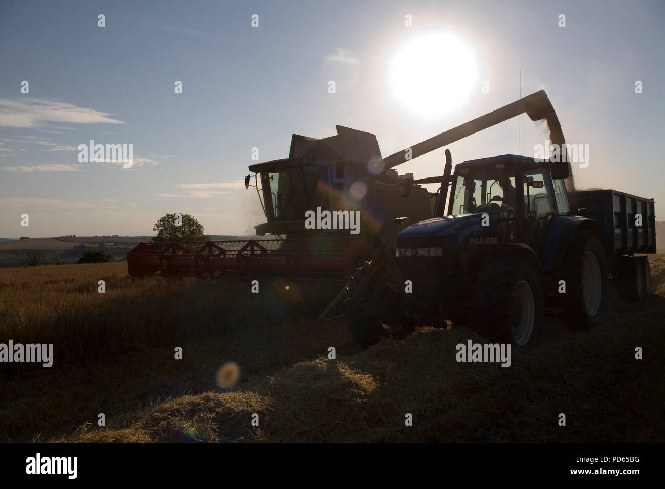 Combine harvester unloading barley to tractor(ford) and trailer ...