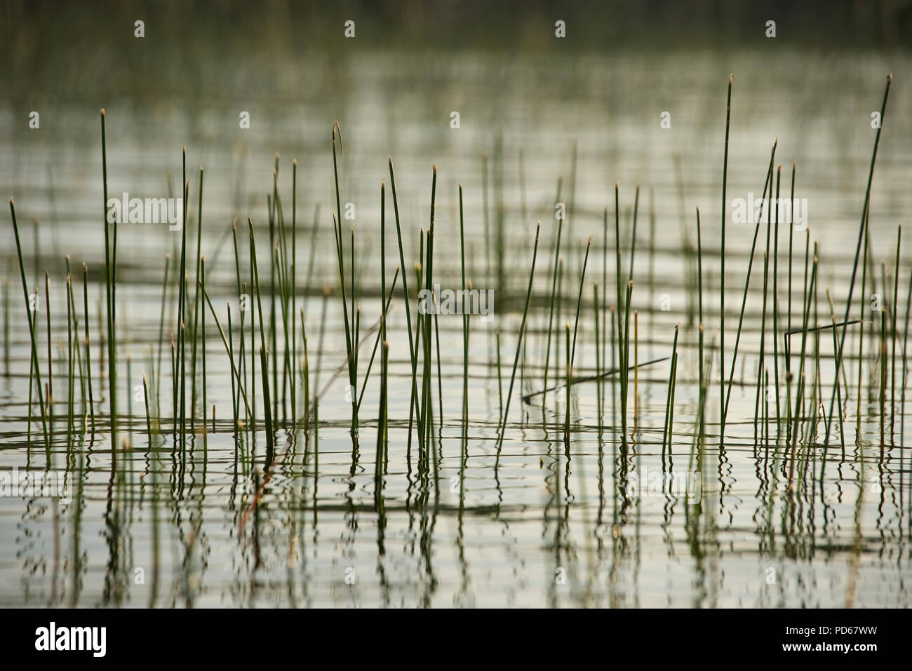 Greed reed stand up through shallow water in early morning light in a ...