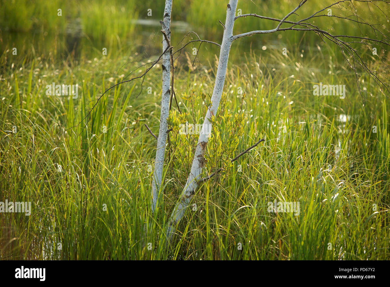 Two birch trees stand hi-res stock photography and images - Alamy