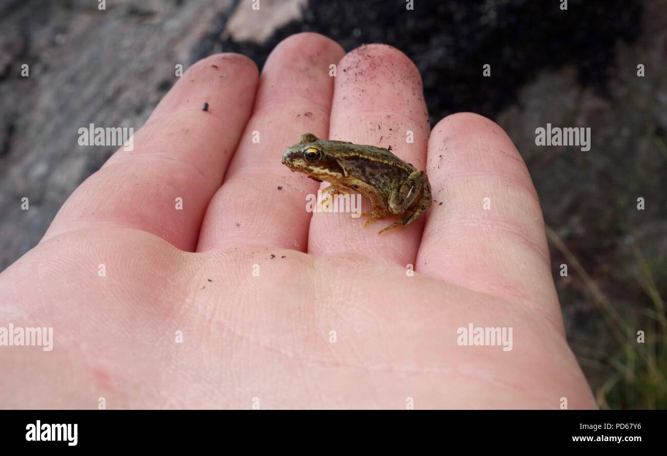 Common Froglet Held in the Hand. Upper Diabaig, Scotland, UK Stock ...