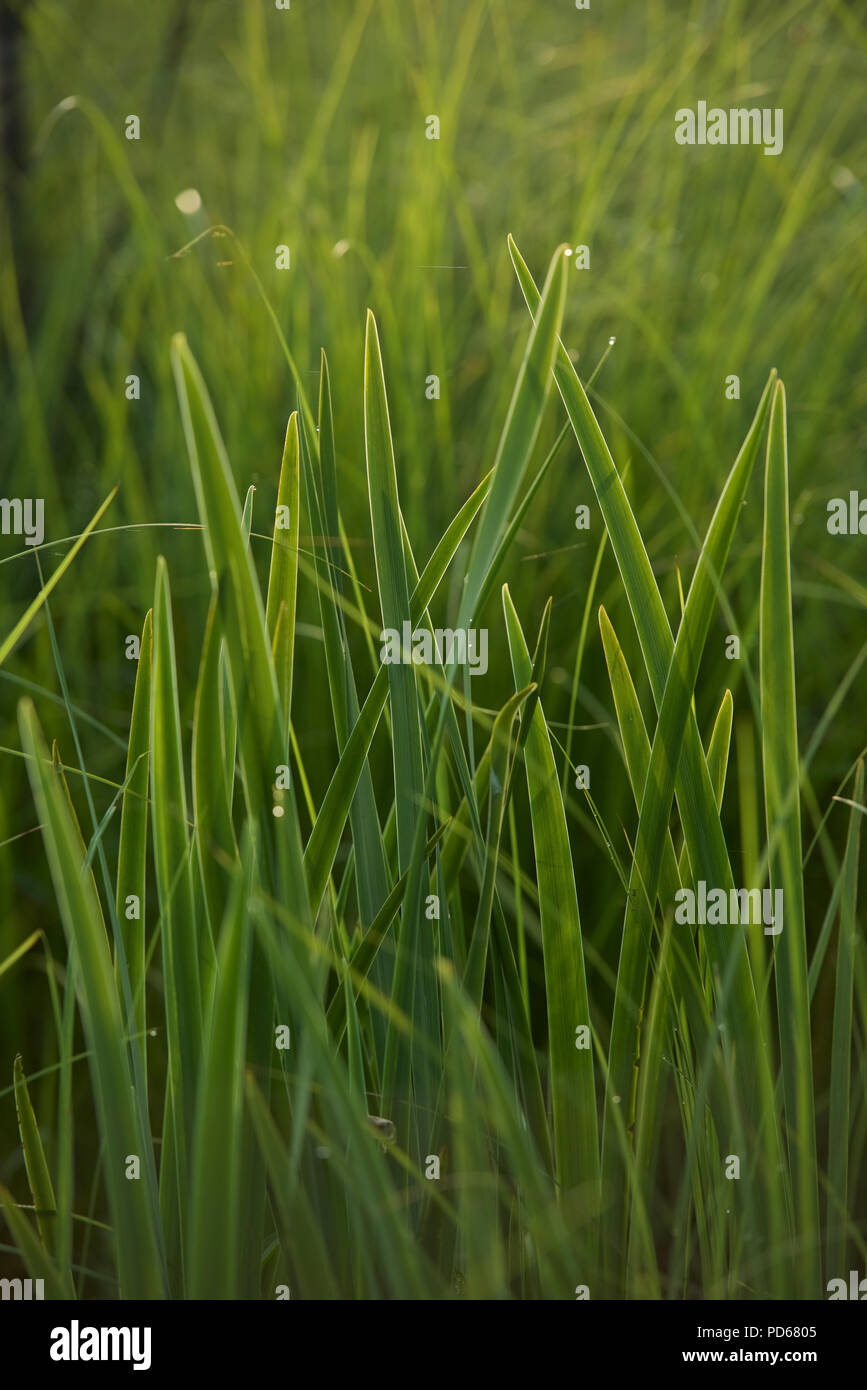 Reed blades thrust up from a pond off Georgian Bay (Lake Huron ...