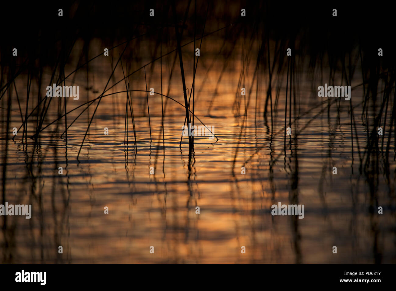 Reeds silhouetted against a setting sun on a small bay off Georgian Bay ...