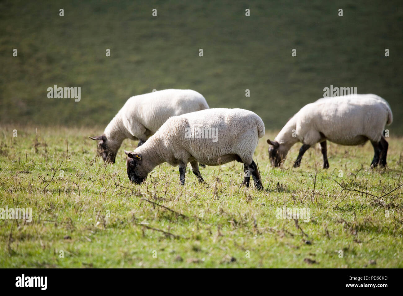 Longbridge deverill wiltshire hi-res stock photography and images - Alamy