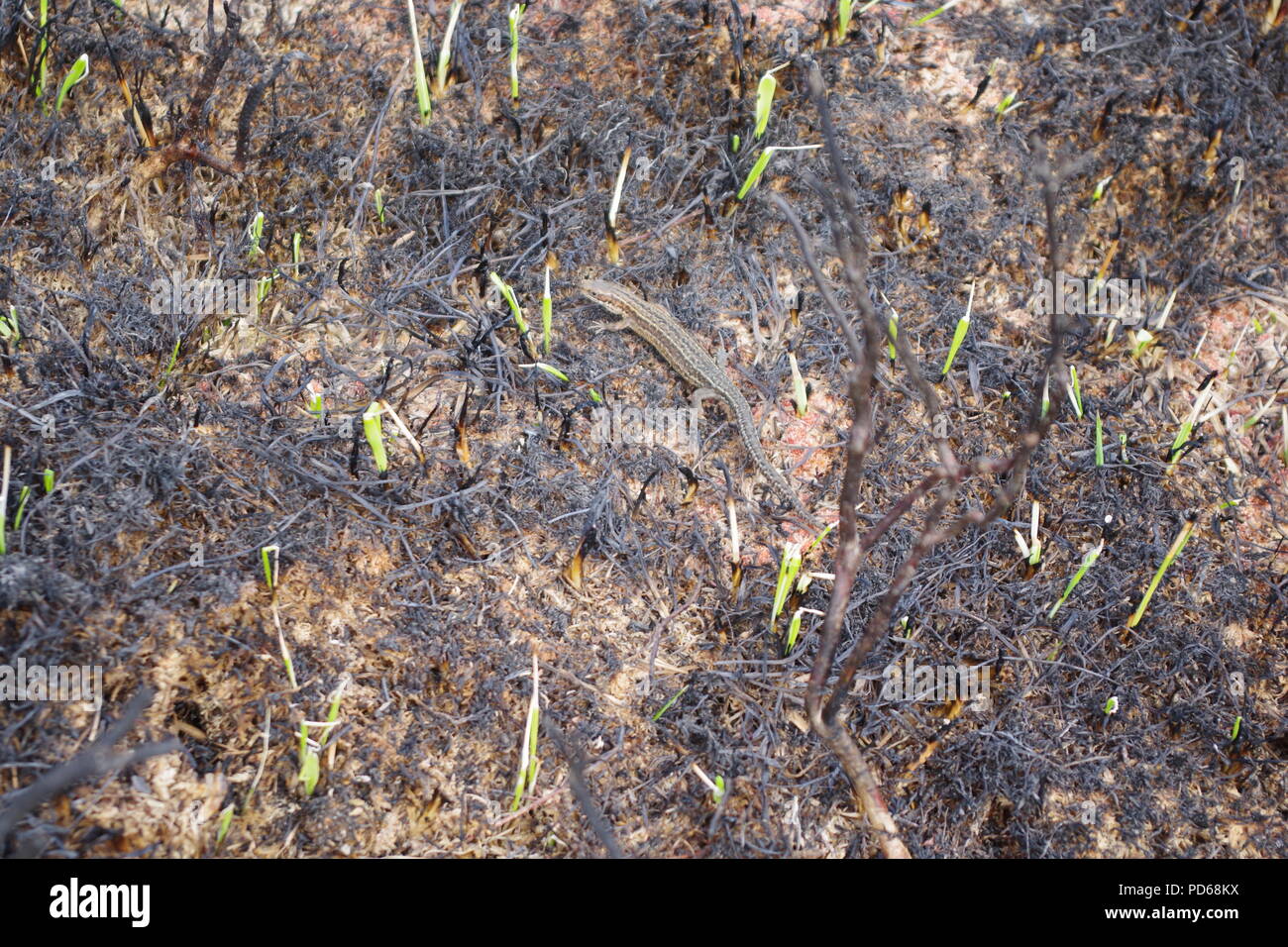 Common Lizard (Lacerta vivipara) Basking on the Burnt Bracken Ground ...