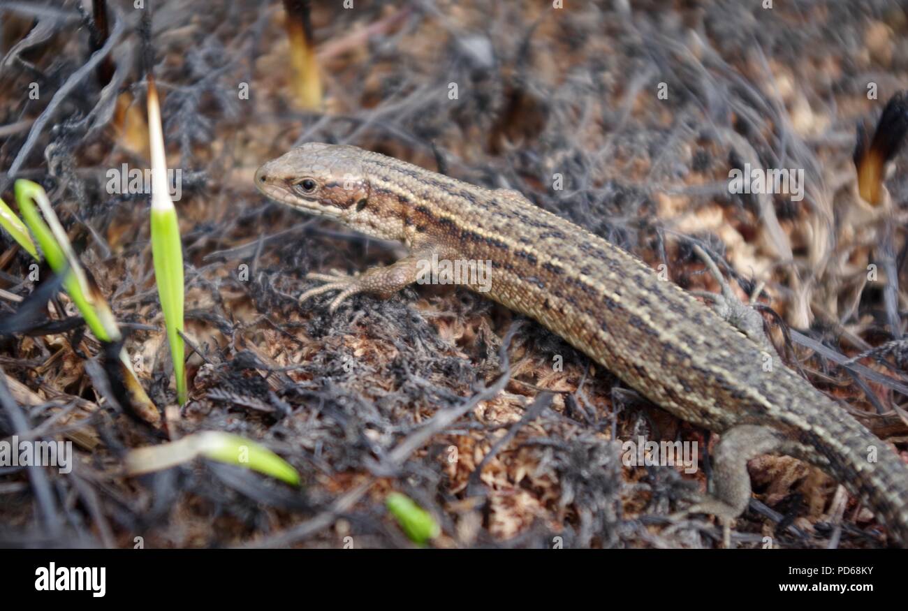Common Lizard (Lacerta vivipara) Basking on the Burnt Bracken Ground ...