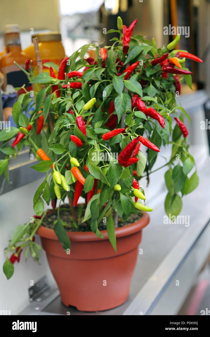 Chilli and pot hi-res stock photography and images - Alamy